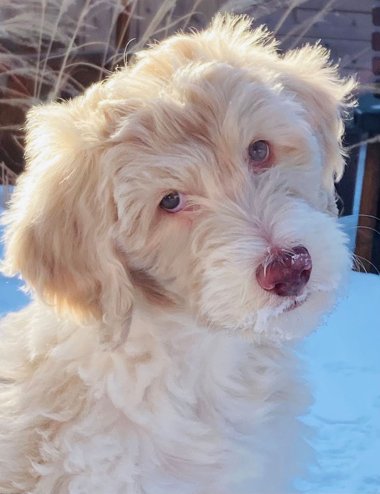 DOODLES, BORDOODLES, BORDERDOODLES, CHIOTS, PUPPY