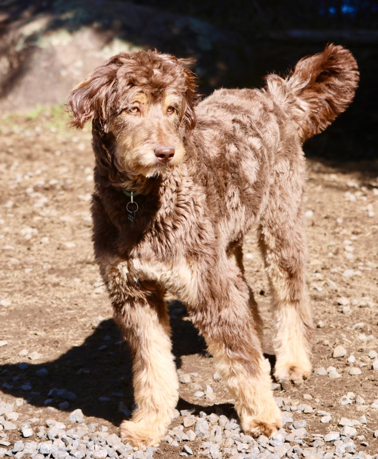 DOODLES, BORDOODLES, BORDERDOODLES, CHIOTS, PUPPY