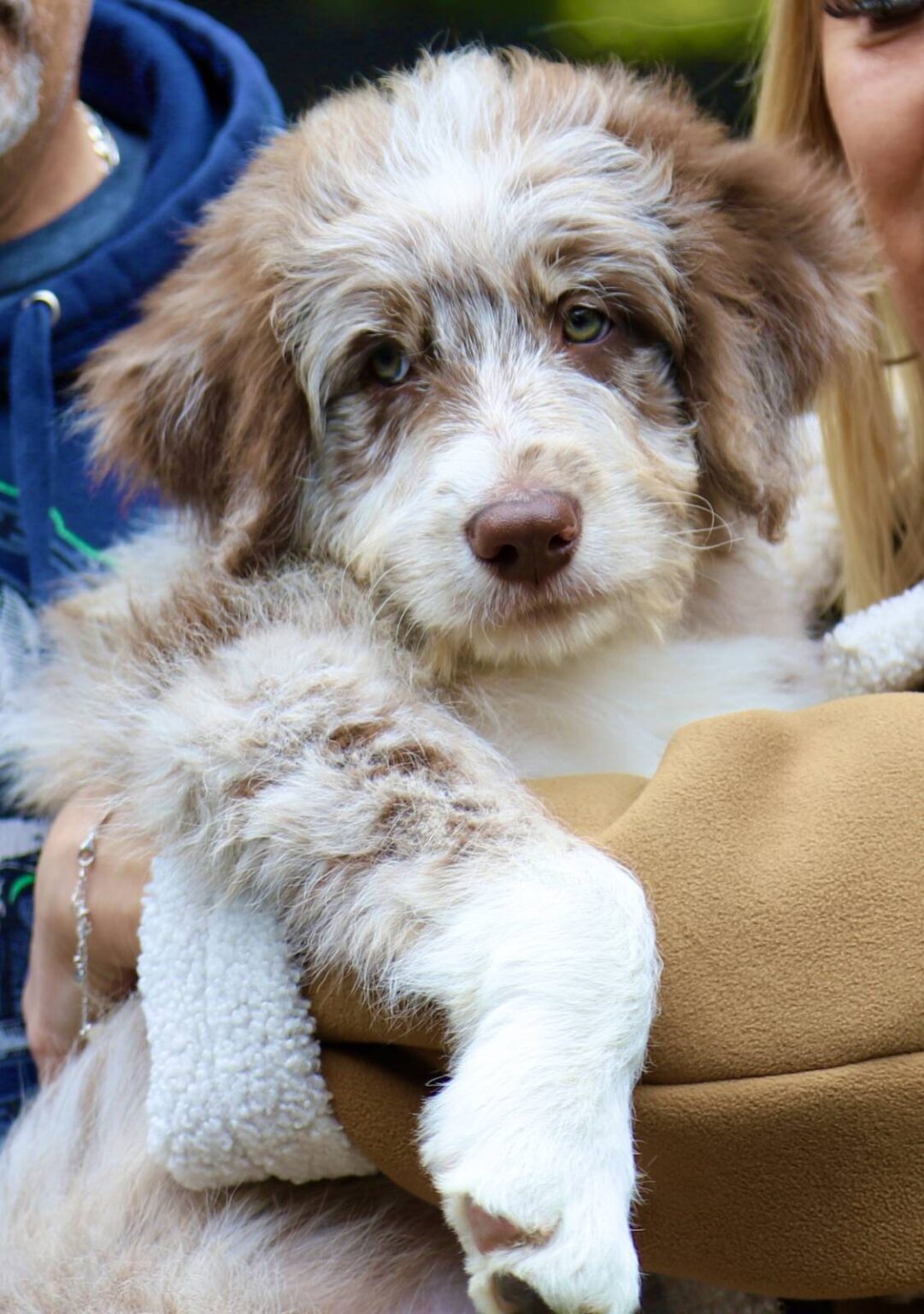 Doodles for Adoption - Royal Doodles