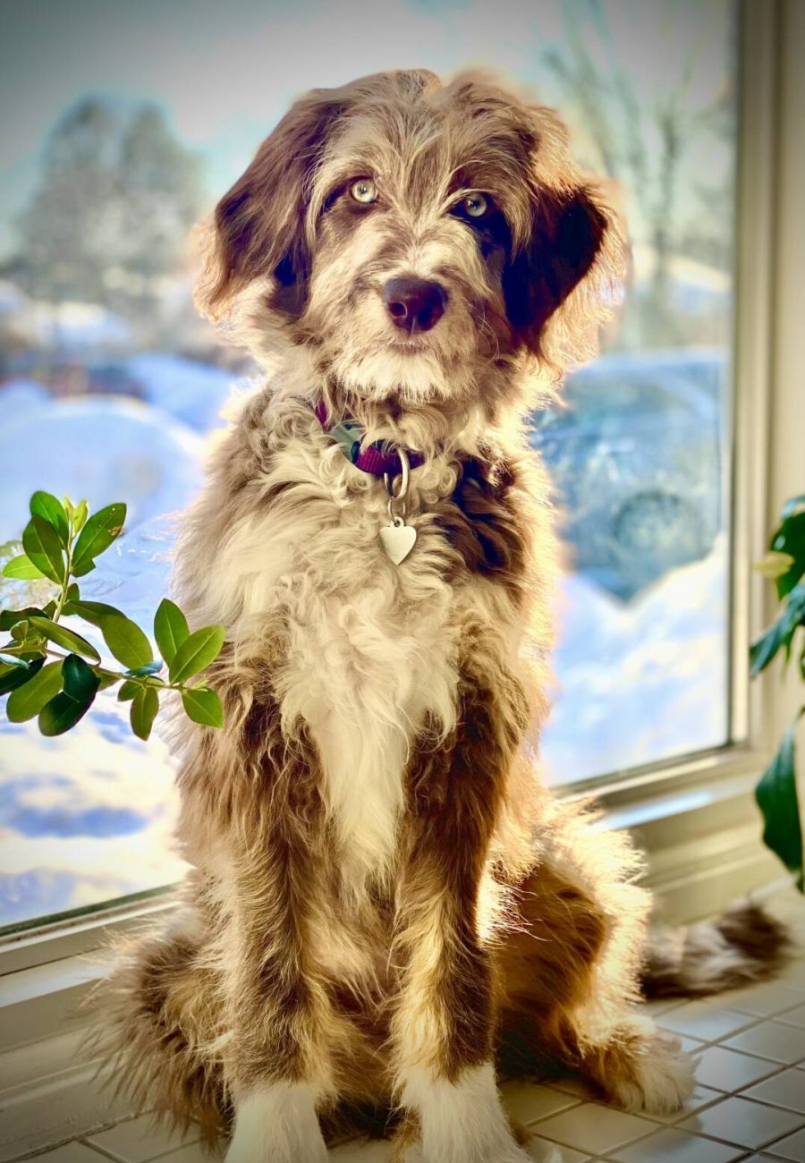 L'endroit où choisir son Bordoodle.